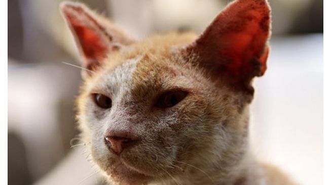 Kenapa Ada Kucing Berbau Busuk? Ini Penyebab dan Cara Mengatasinya