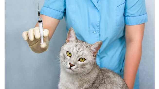 Bagaimana Ciri-ciri Rabies pada Kucing dan Cara Mencegahnya?