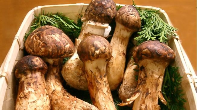 Mengenal Jamur Matsutake, Bahan Makanan Mewah Simbol Musim Gugur di Jepang