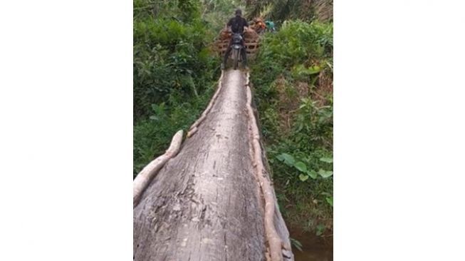 Aksi Kuli Sawit Lewati Jembatan Sebatang Kayu Ini Bikin Ngeri ...